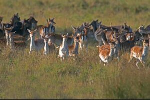 Wallaby - Lenah Game Meats.